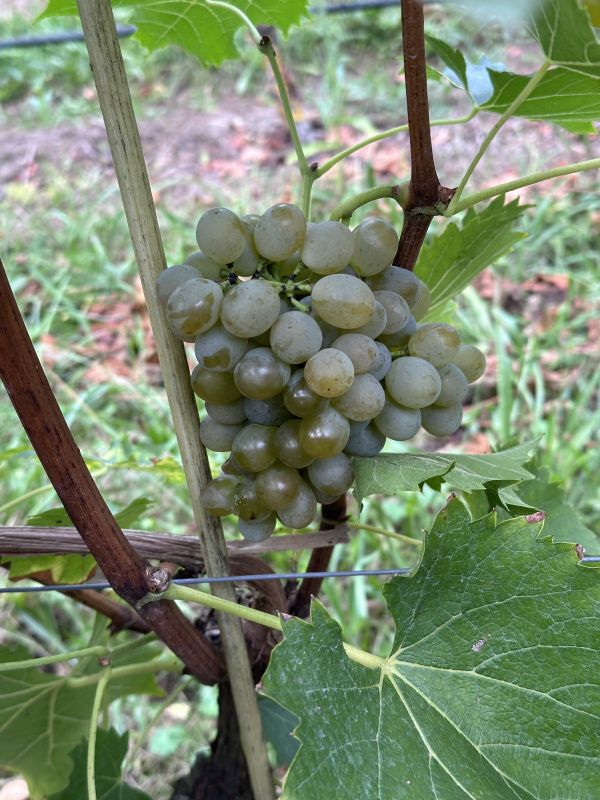 Tafeltraubenreben - knackige, fruchtige und süße Trauben für Garten ...