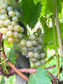 Tafeltraubenreben - knackige, fruchtige und süße Trauben für Garten ...