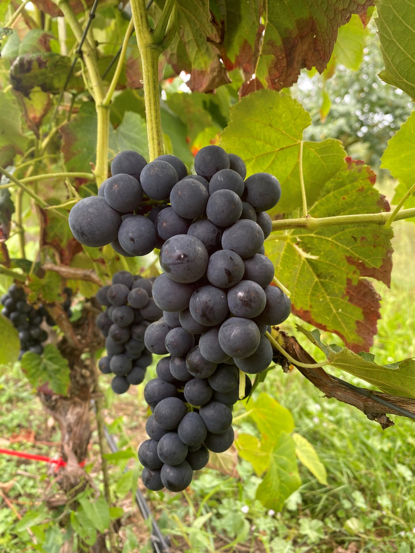 Tafeltraubenreben für Garten, Balkon & Terrasse – shop.reben.de ...