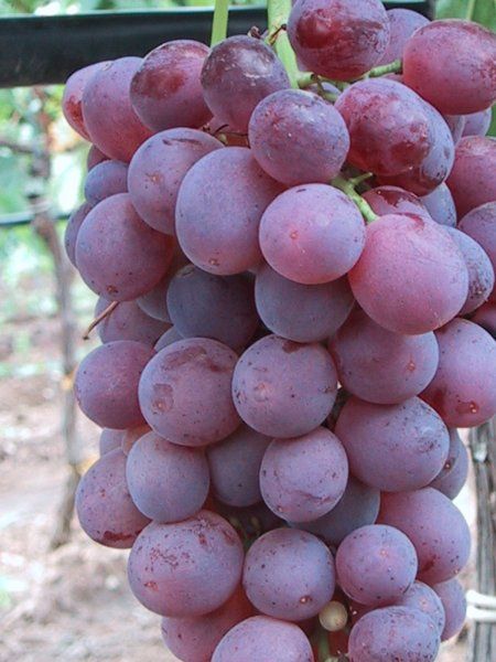 Tafeltraubenreben für Garten, Balkon & Terrasse – shop.reben.de ...