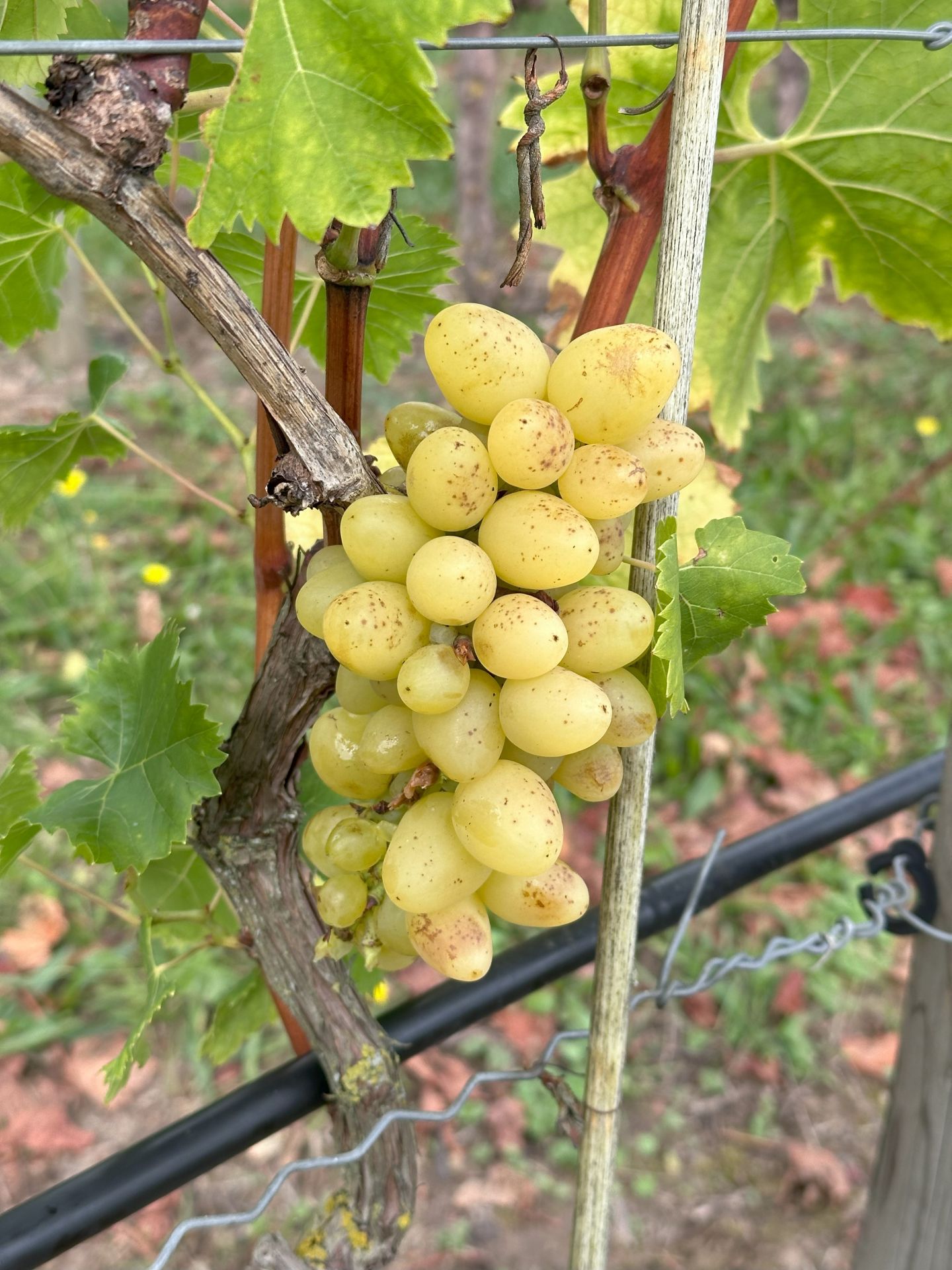 Tafeltraubenreben - knackige, fruchtige und süße Trauben für Garten ...